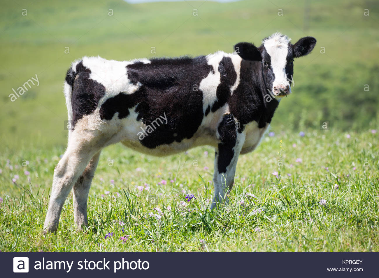 Holstein Friesian Dairy Cow Grass High Resolution Stock Photography and ...