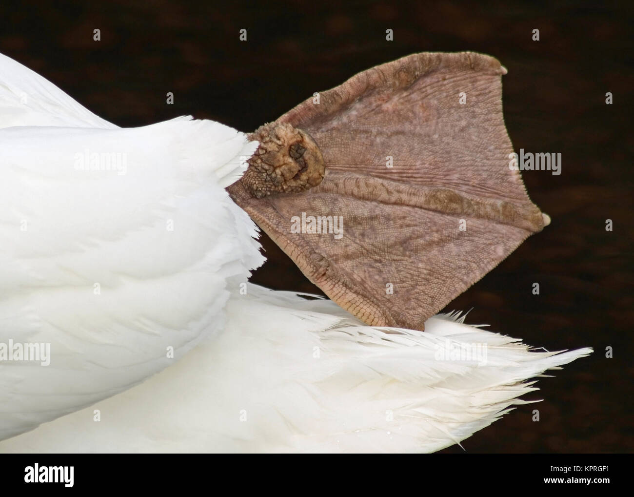 Swan foot hi-res stock photography and images - Alamy
