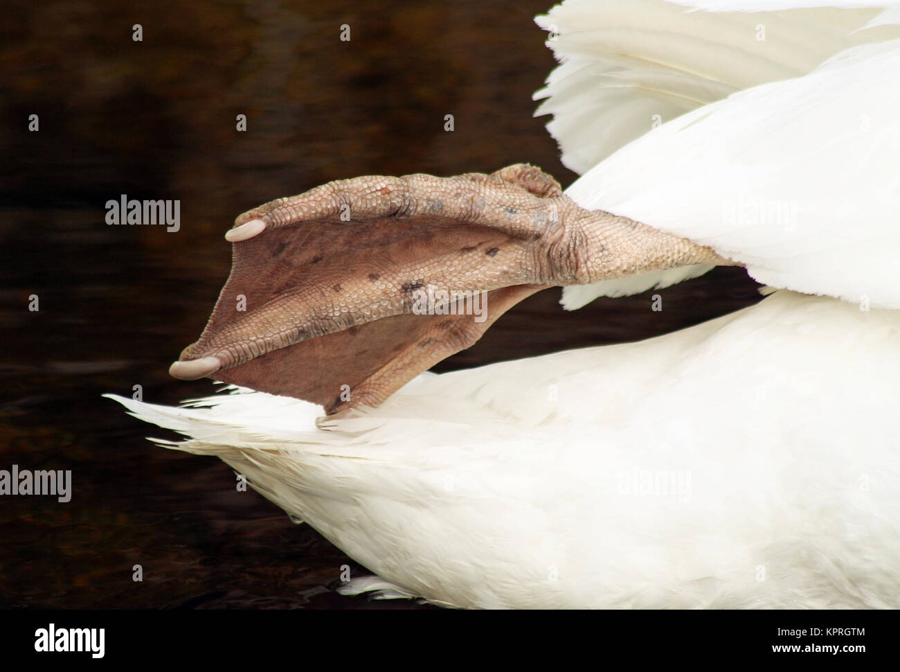Swan foot hi-res stock photography and images - Alamy
