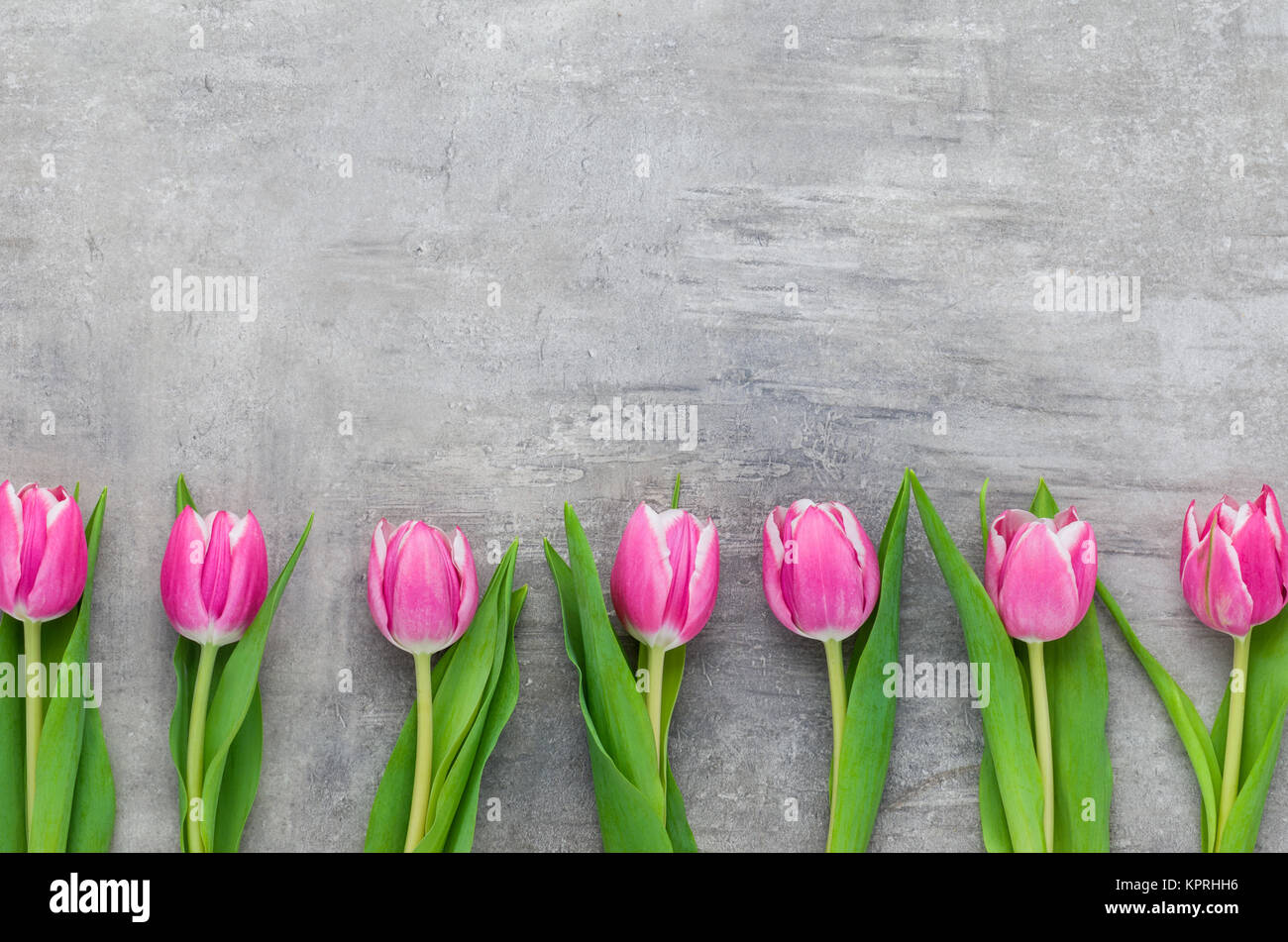 pink tulips with copy space Stock Photo - Alamy