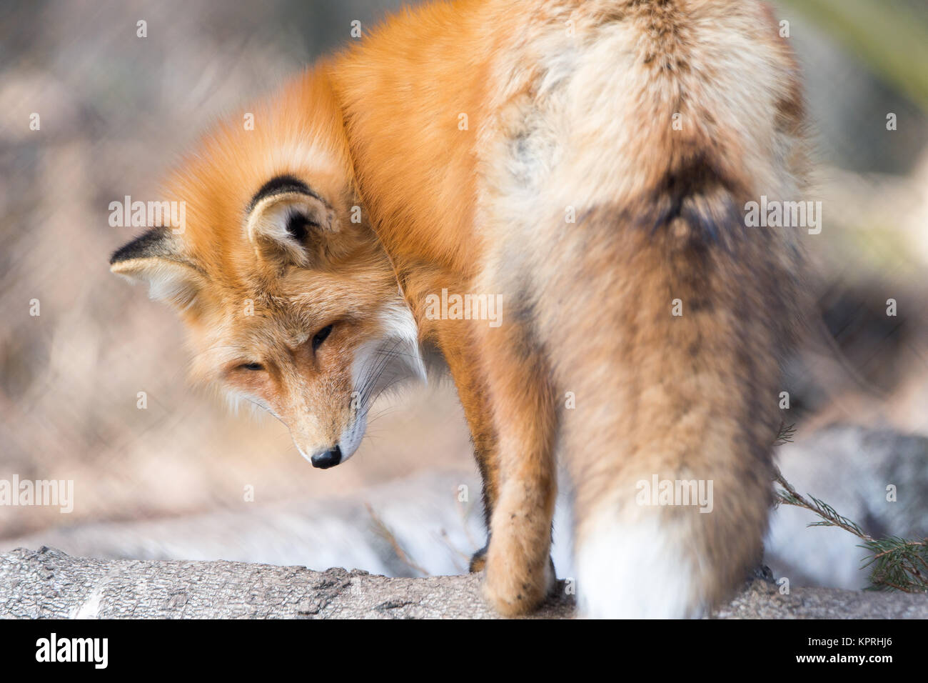 Wildes hi-res stock photography and images - Alamy