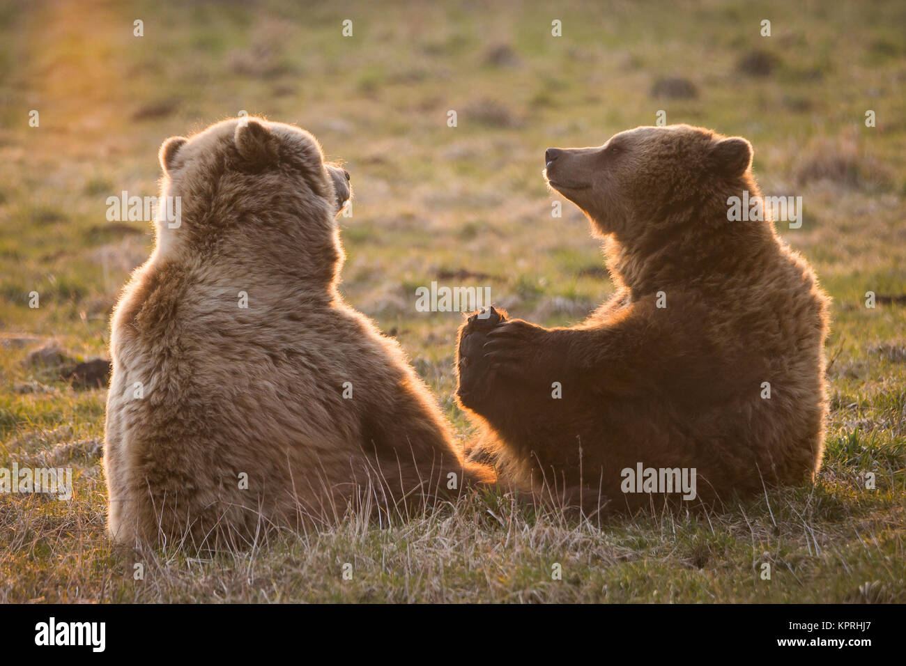bears hang out Stock Photo - Alamy