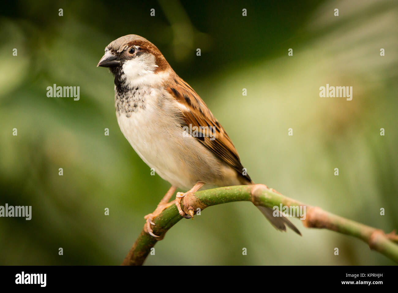 house sparrow close Stock Photo - Alamy