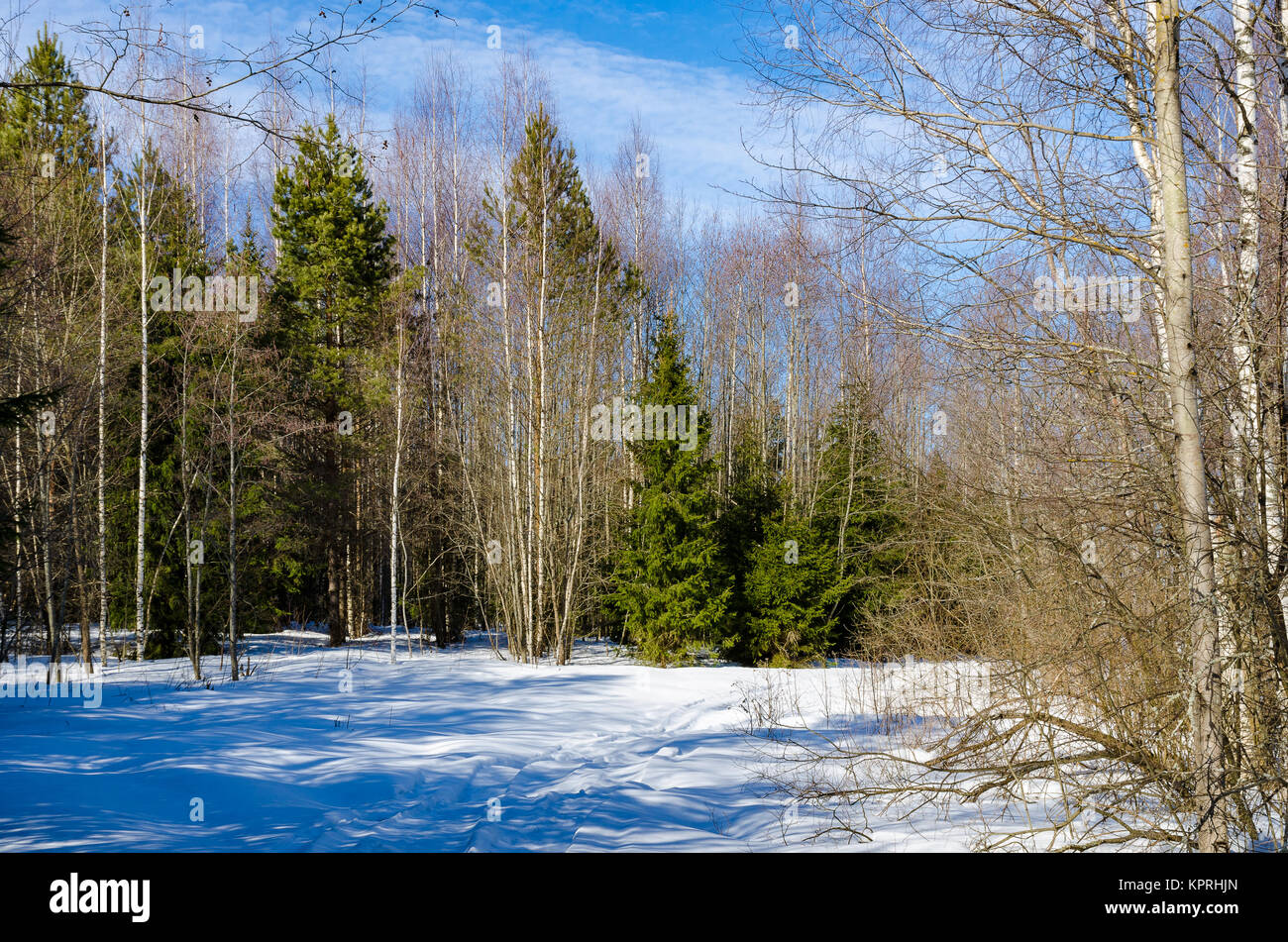 March spring forest Stock Photo - Alamy