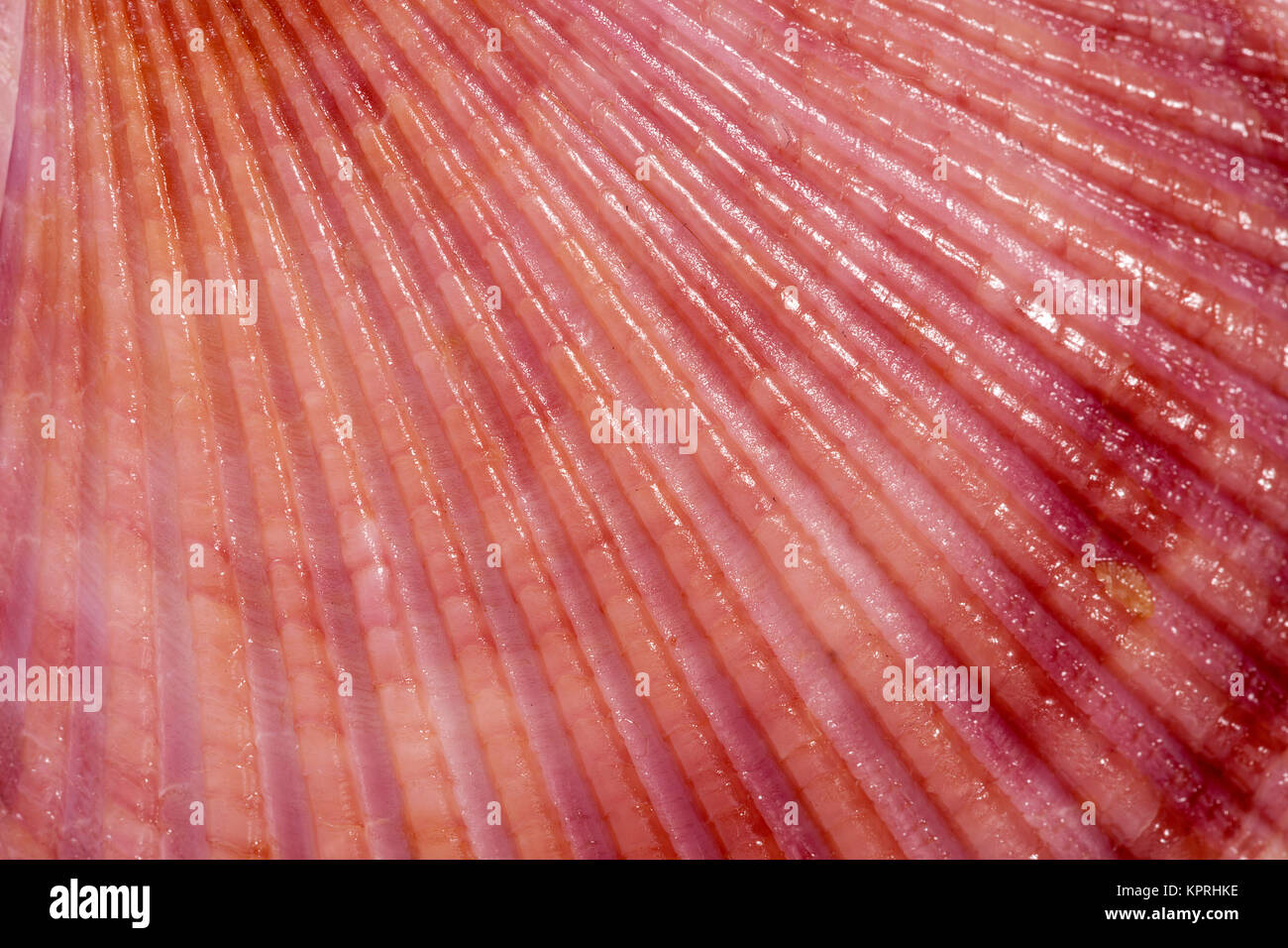 background of colorful sea shells of mollusk, close up Stock Photo - Alamy