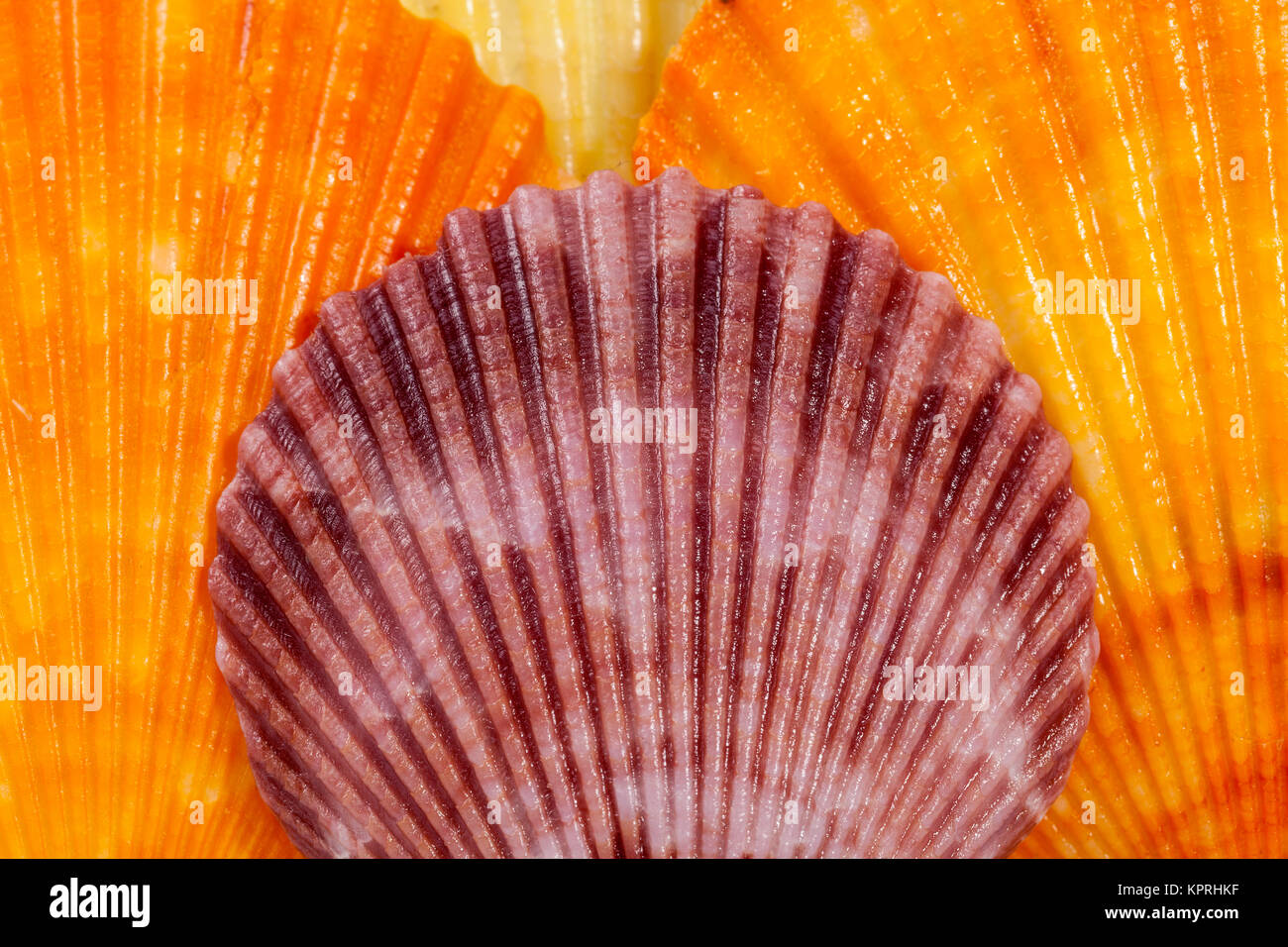 background of colorful sea shells of molluscs, close up Stock Photo - Alamy