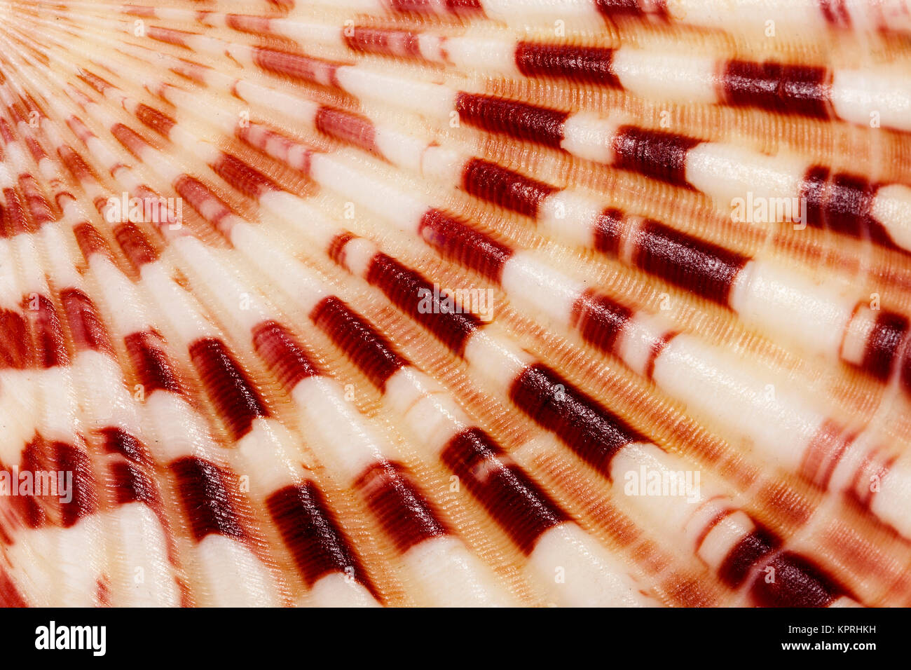 background of colorful sea shells of mollusk, close up Stock Photo - Alamy