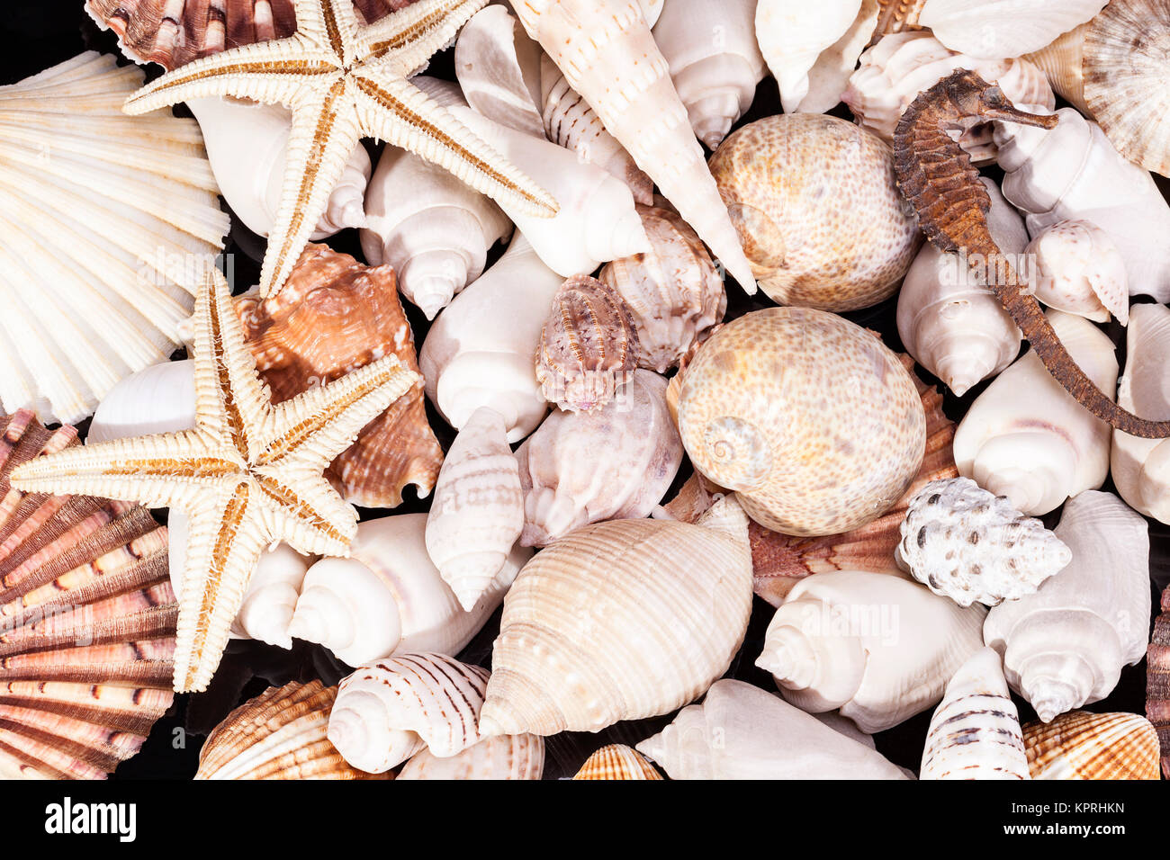 background of various kind of marine sea shells Stock Photo - Alamy