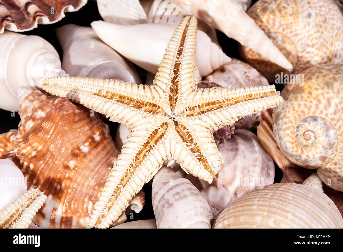 background of various kind of marine sea shells Stock Photo - Alamy