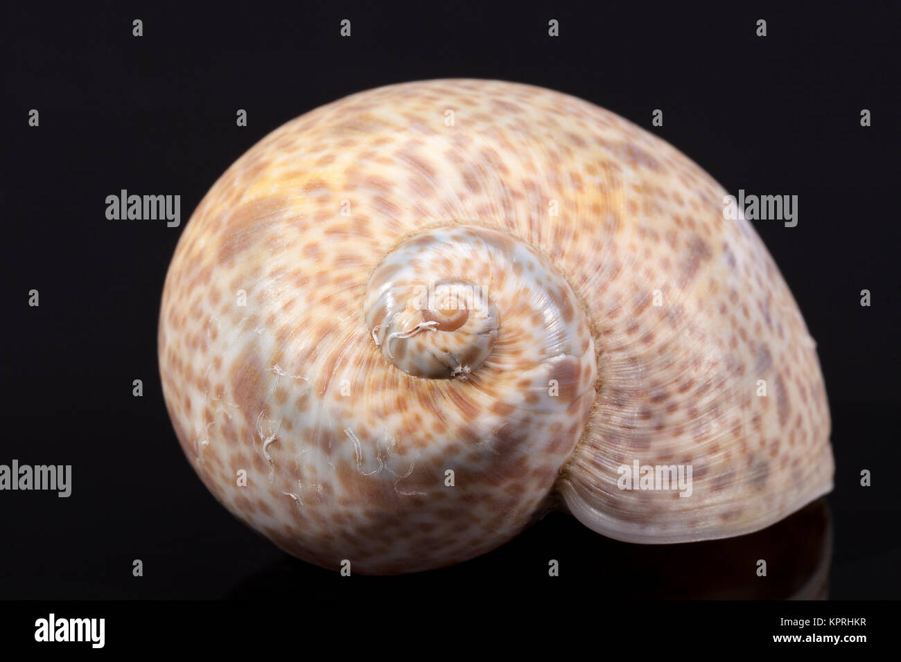 Deep black snail hi-res stock photography and images - Alamy