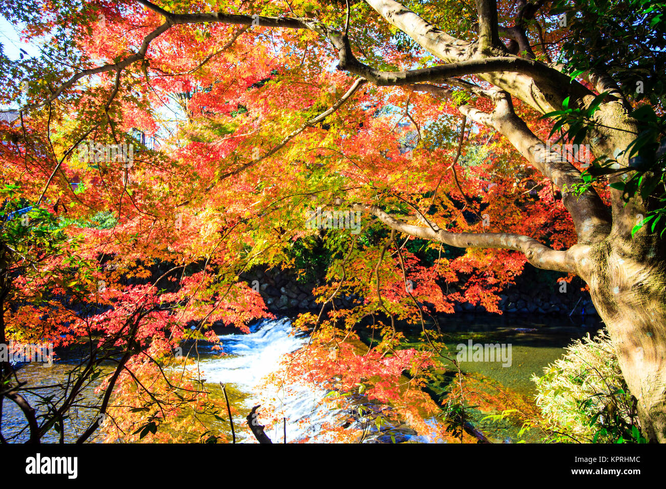 Autumn Colors in Japan, Beautiful autumn leaves Stock Photo - Alamy