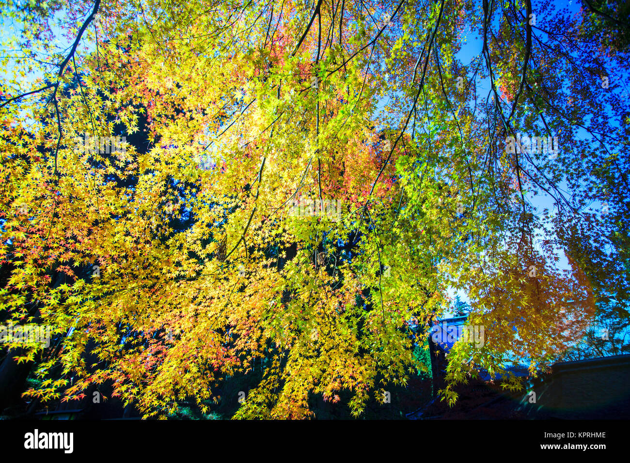 Autumn Colors in Japan, Beautiful autumn leaves Stock Photo - Alamy