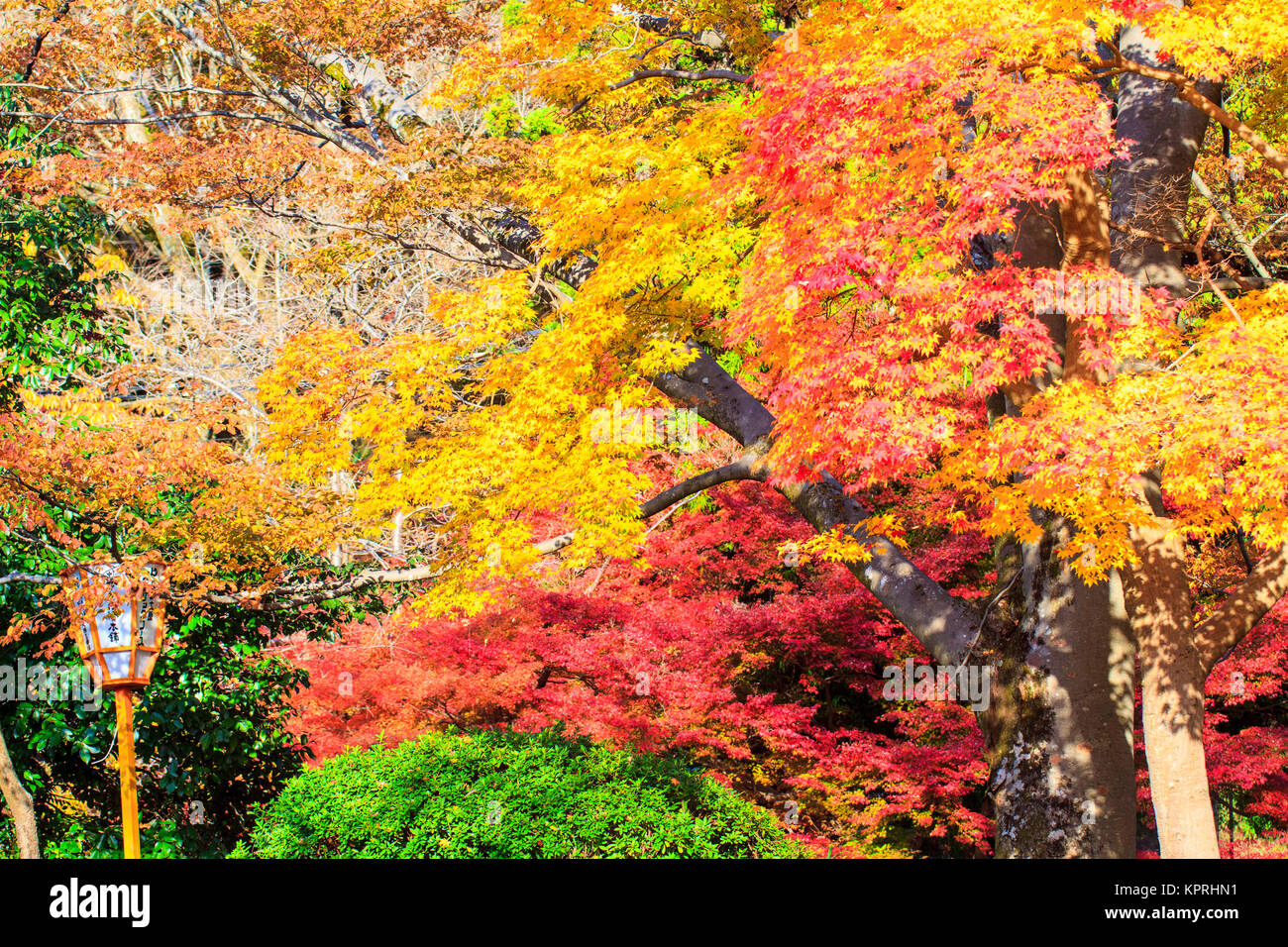 Autumn Colors in Japan, Beautiful autumn leaves Stock Photo - Alamy