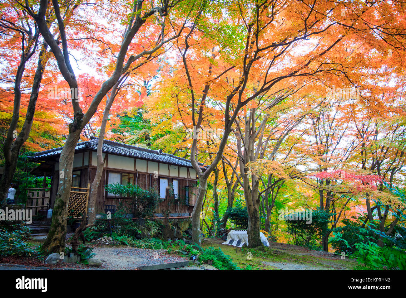Autumn Colors in Japan, Beautiful autumn leaves Stock Photo - Alamy