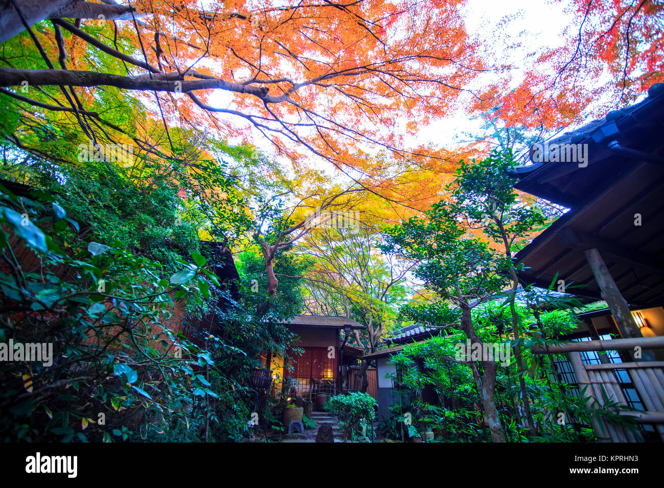 Autumn Colors in Japan, Beautiful autumn leaves Stock Photo - Alamy