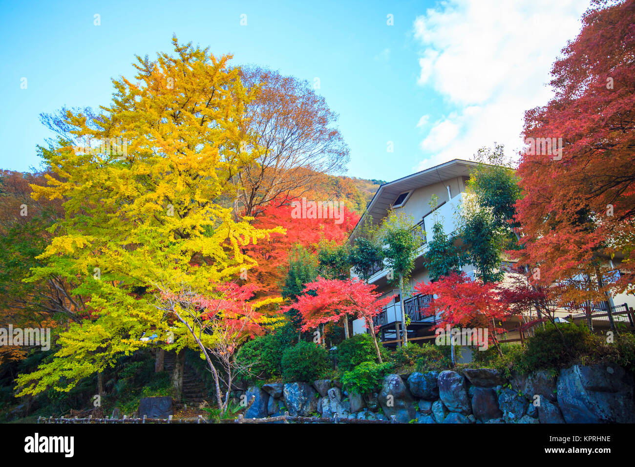 Autumn Colors in Japan, Beautiful autumn leaves Stock Photo - Alamy