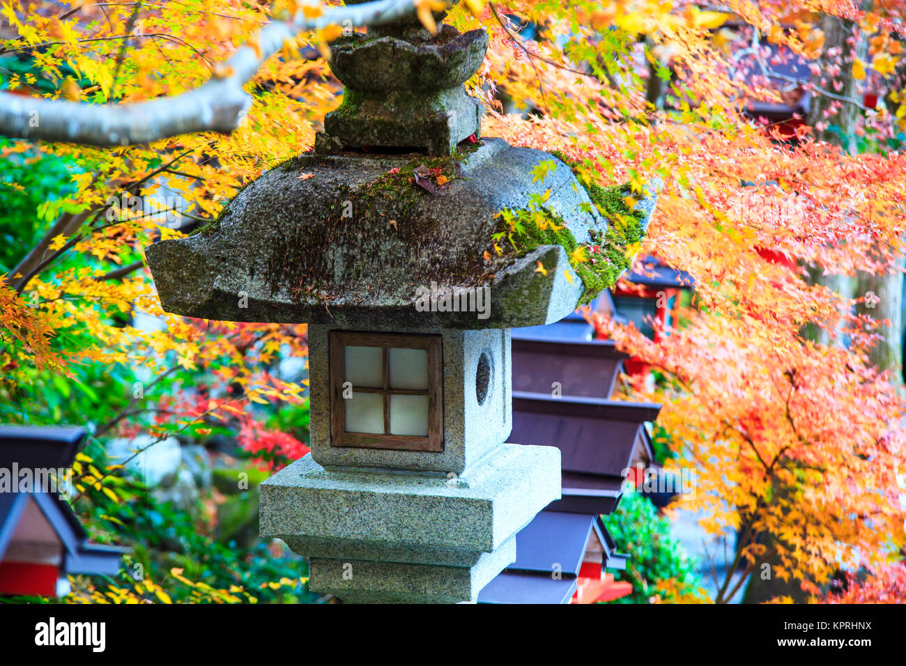 Autumn Colors in Japan, Beautiful autumn leaves Stock Photo - Alamy