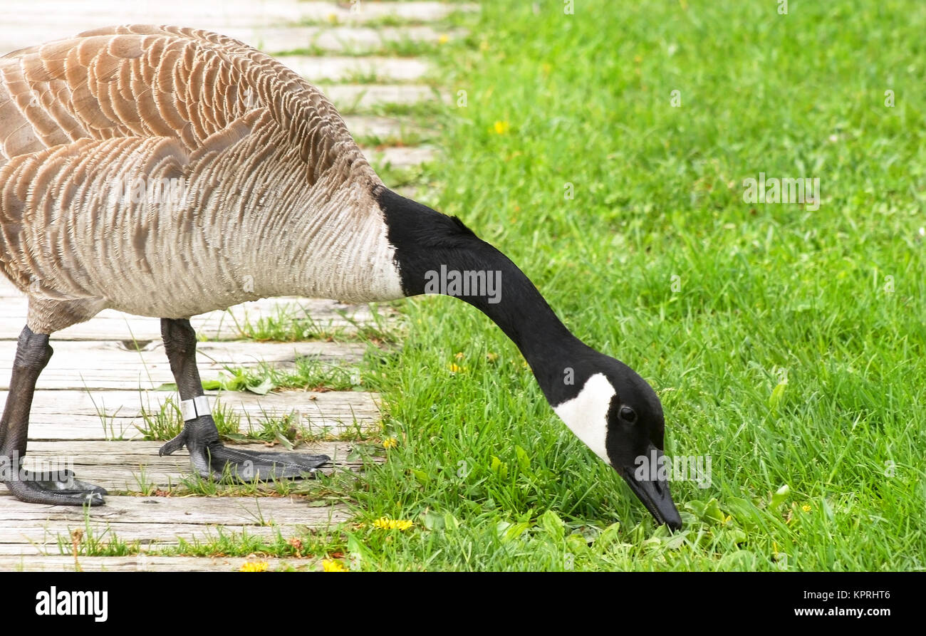 Canada Goose eating grass alongside boardwalk Stock Photo - Alamy
