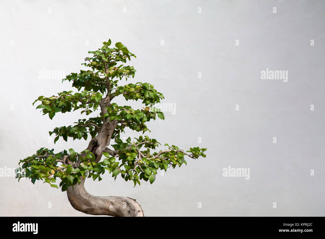 Chinese ornamental tree with a white background Stock Photo - Alamy