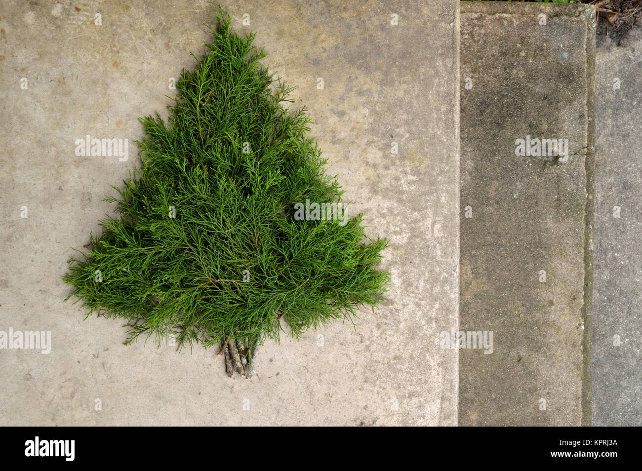 Rustic cedar Christmas tree background Stock Photo - Alamy