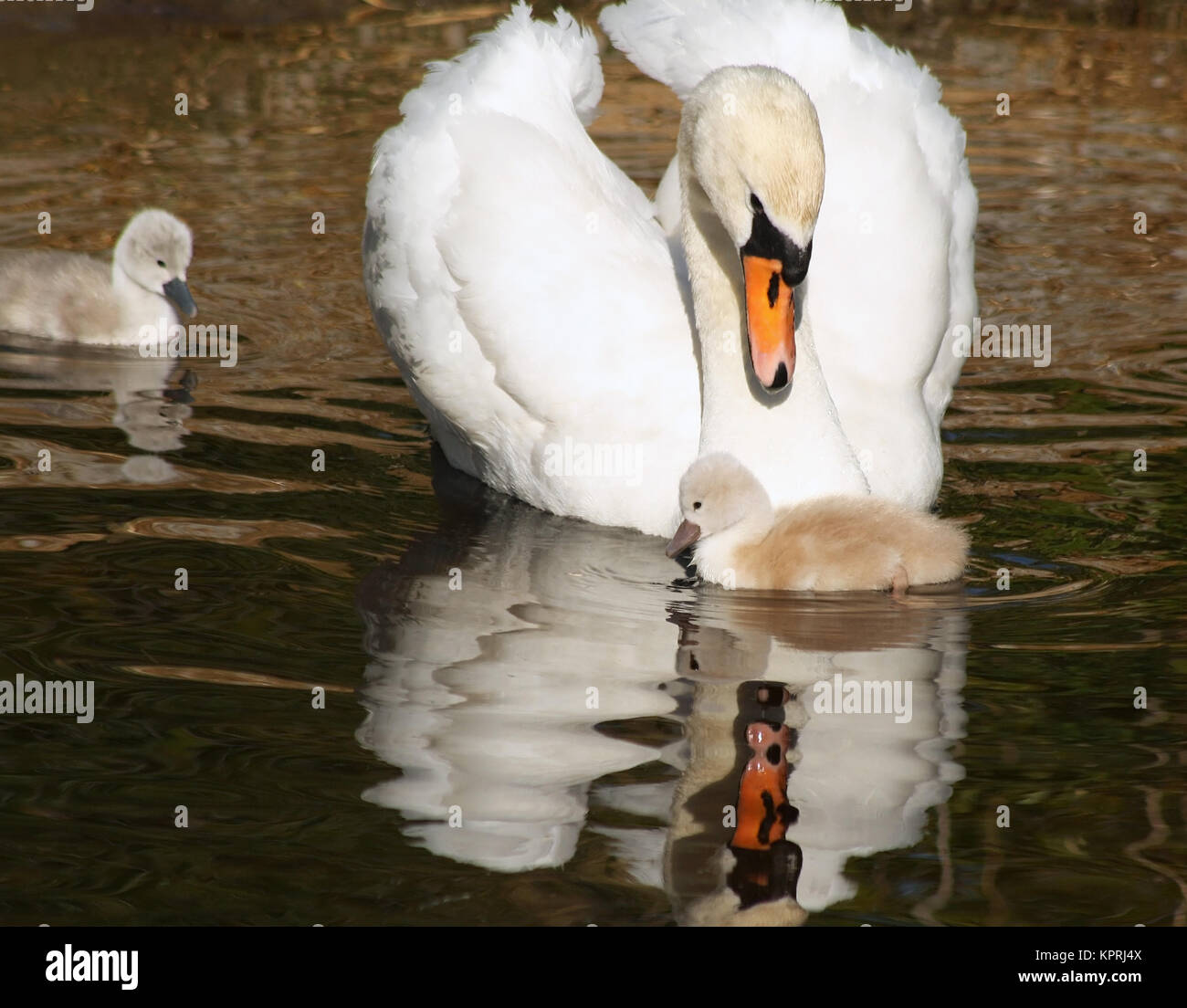 Beautiful Mute Swan looks on lovingly at her tiny 3 day old baby cygnet ...