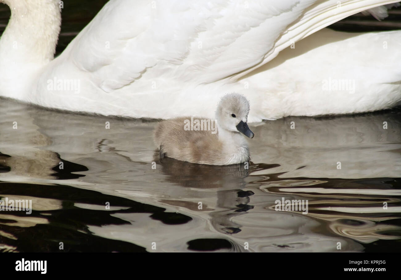 Tiny 3 day old baby Mute swan swimming alongside her mother. Contrast ...