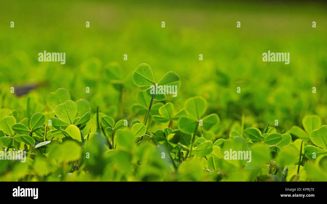 Spring clover leaves in green grass Stock Photo - Alamy