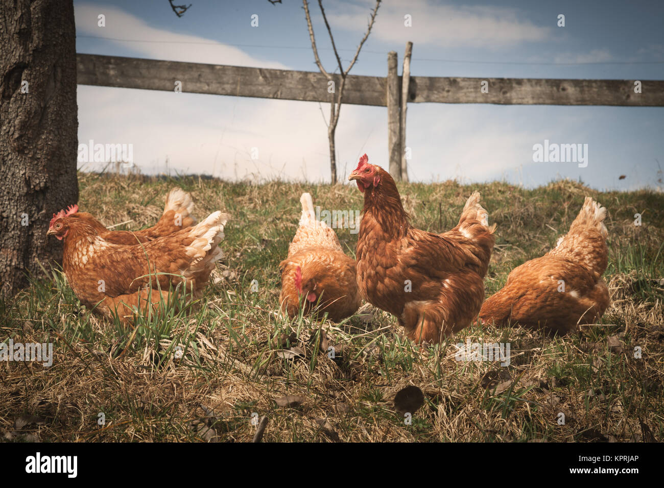 happy looking chicken in sunlight Stock Photo - Alamy