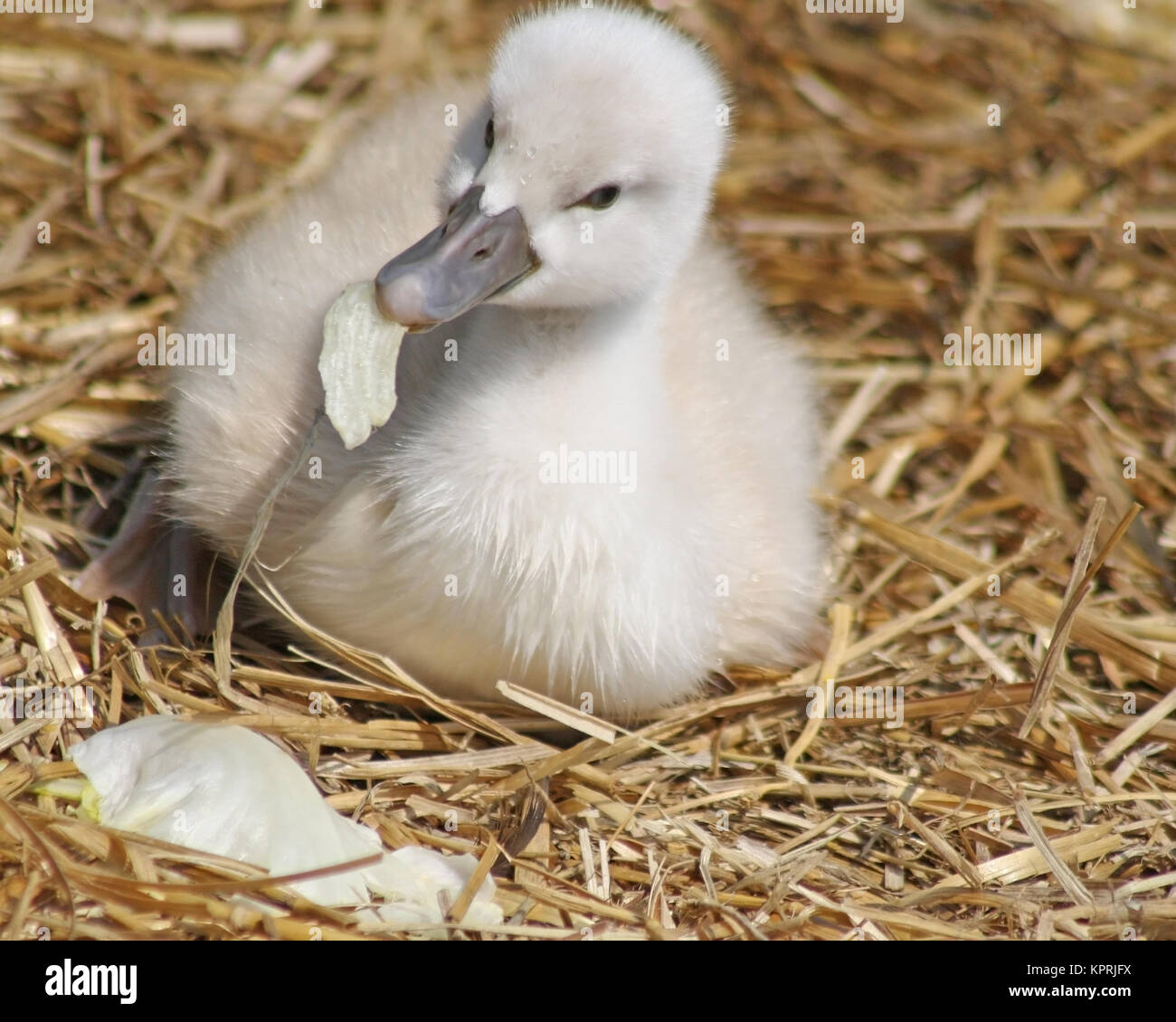 One piece of lettuce hi-res stock photography and images - Alamy