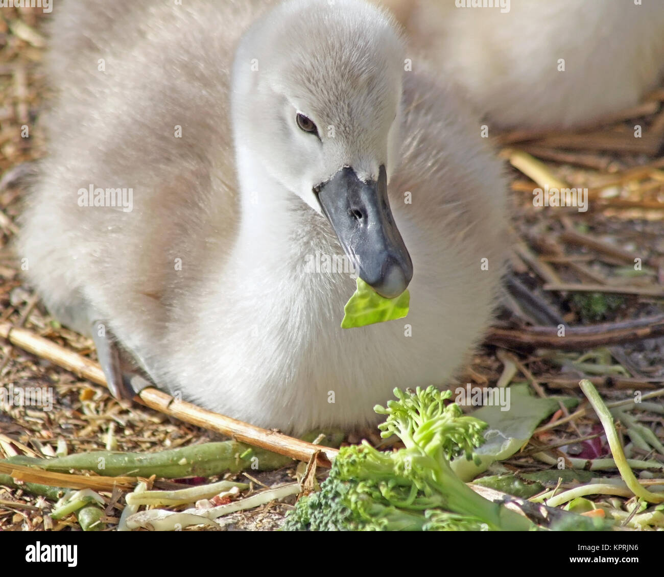 Baby Mute Swan laying on a nest of straw and eating greens Stock Photo ...