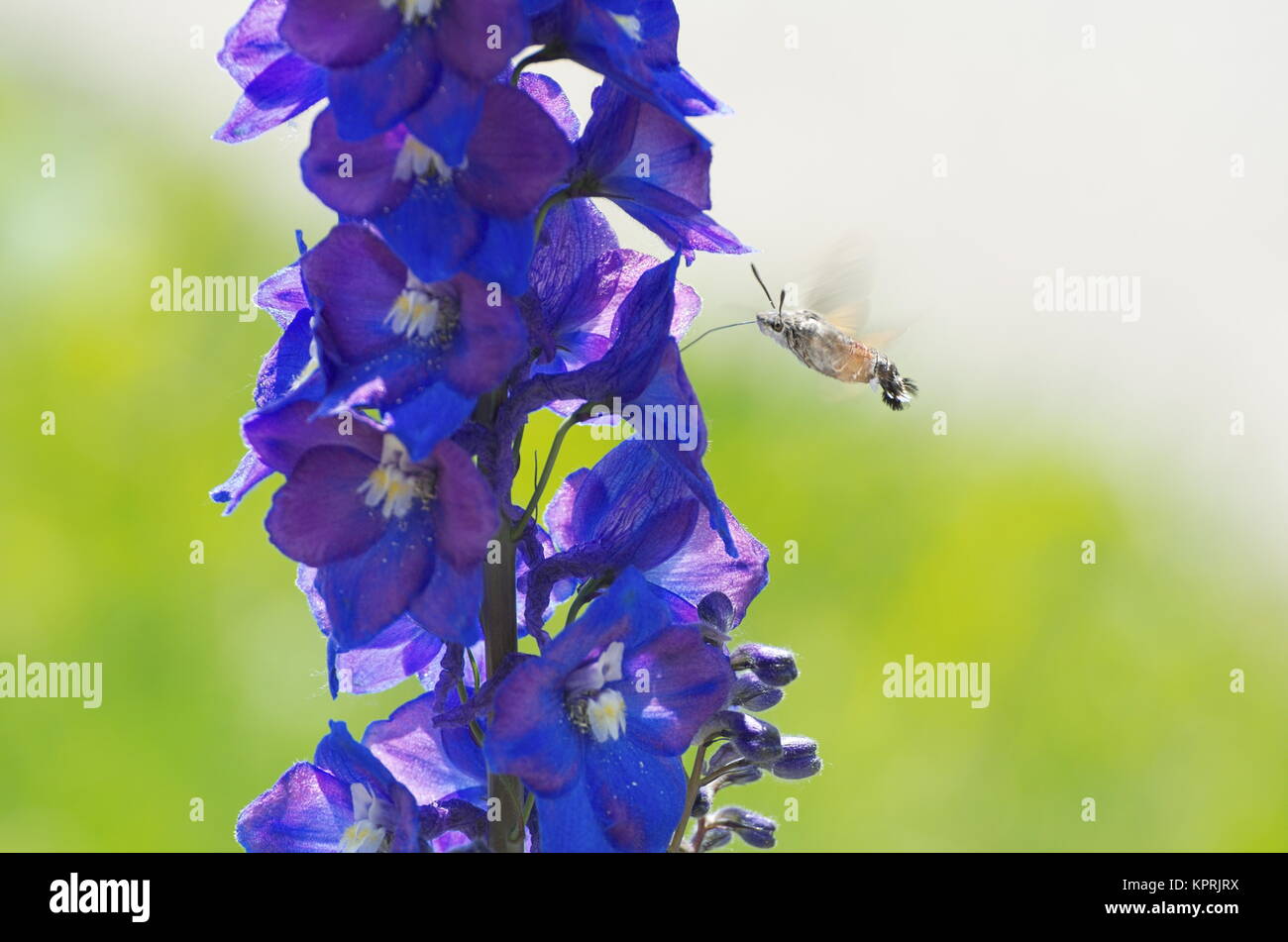Hawk moth hummingbird hi-res stock photography and images - Alamy