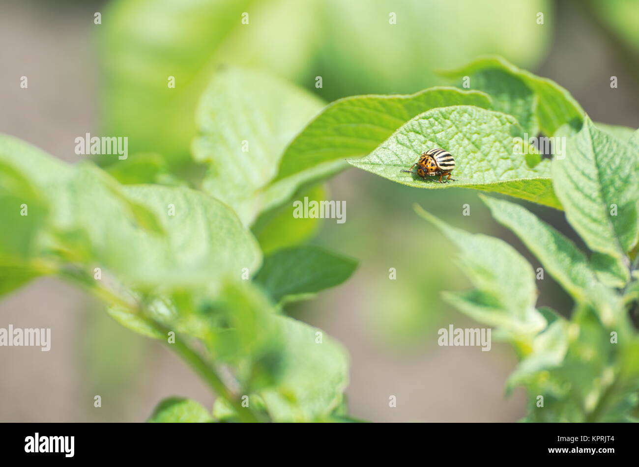 One Colorado Potato Beetle on Green Potato Leaves Stock Photo - Alamy