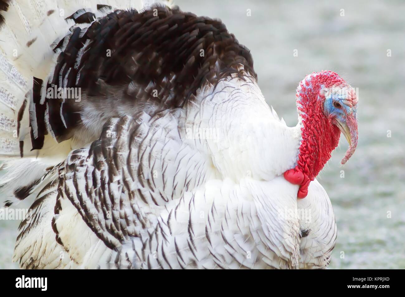 Linnaeus court hi-res stock photography and images - Alamy