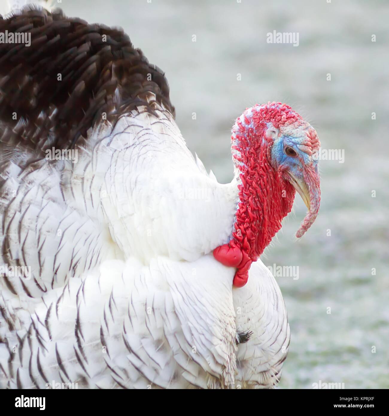 puter in courtship / turkey in the mating season Stock Photo - Alamy