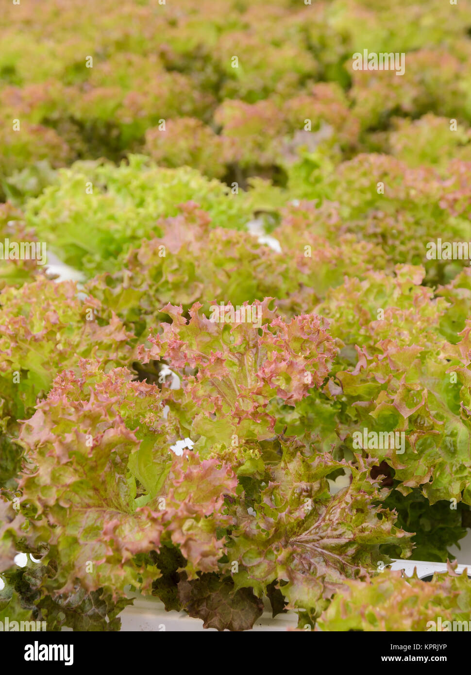 Close up of red coral leaf lettuce vegetables plantation Stock Photo ...