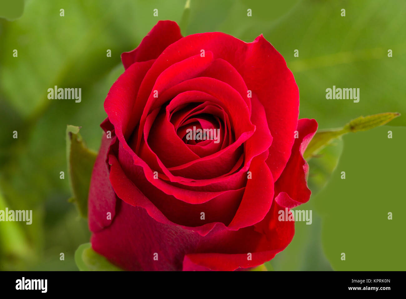 fresh red rose Stock Photo - Alamy