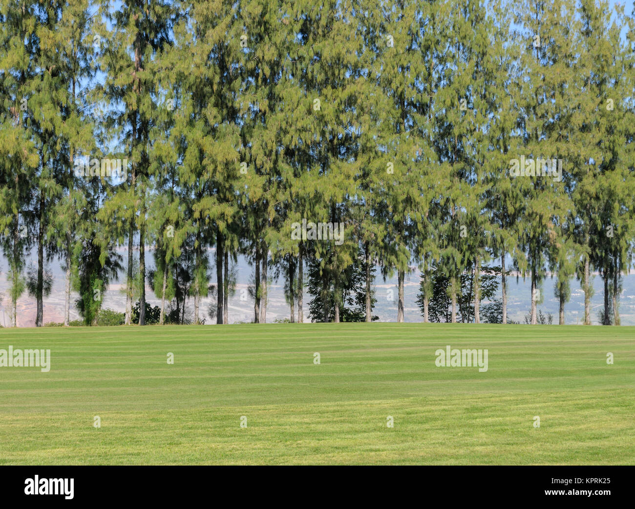Beautiful landscape of a golf court with pine trees Stock Photo - Alamy