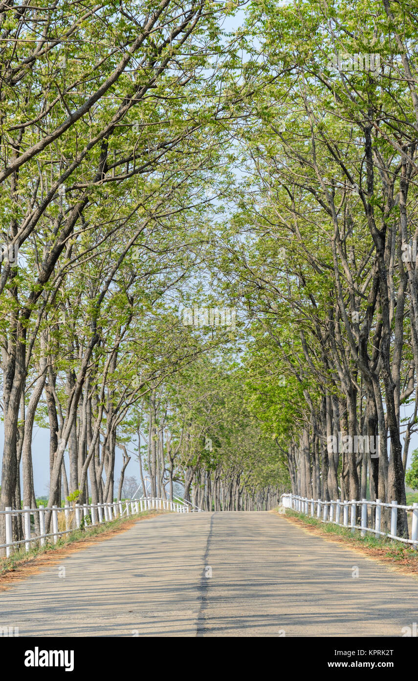 Tree lined road to farm Stock Photo - Alamy