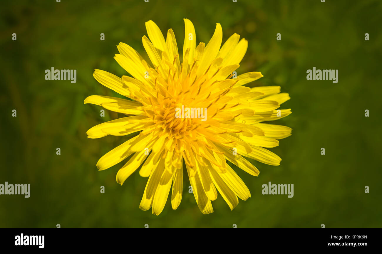 Dandelion in Bloom Stock Photo - Alamy