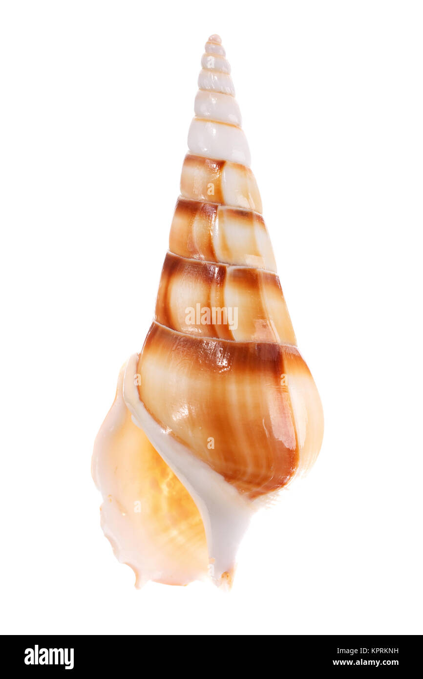 Sea shell isolated on white background Stock Photo - Alamy