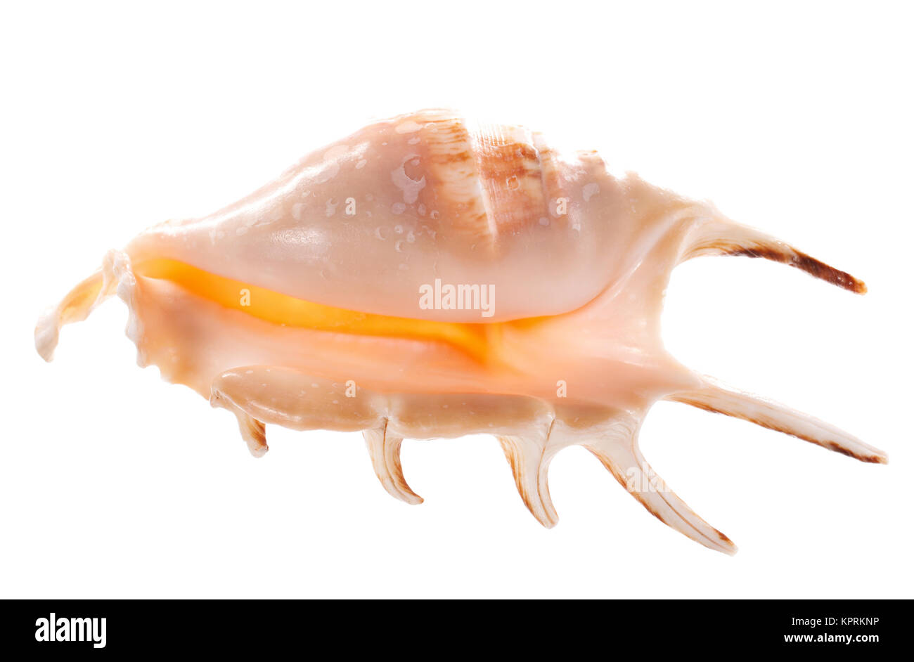 Sea shell isolated on white background Stock Photo - Alamy