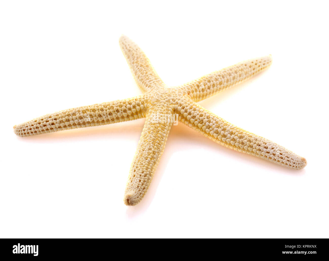 Sea Shell in the shape of star isolated Stock Photo - Alamy