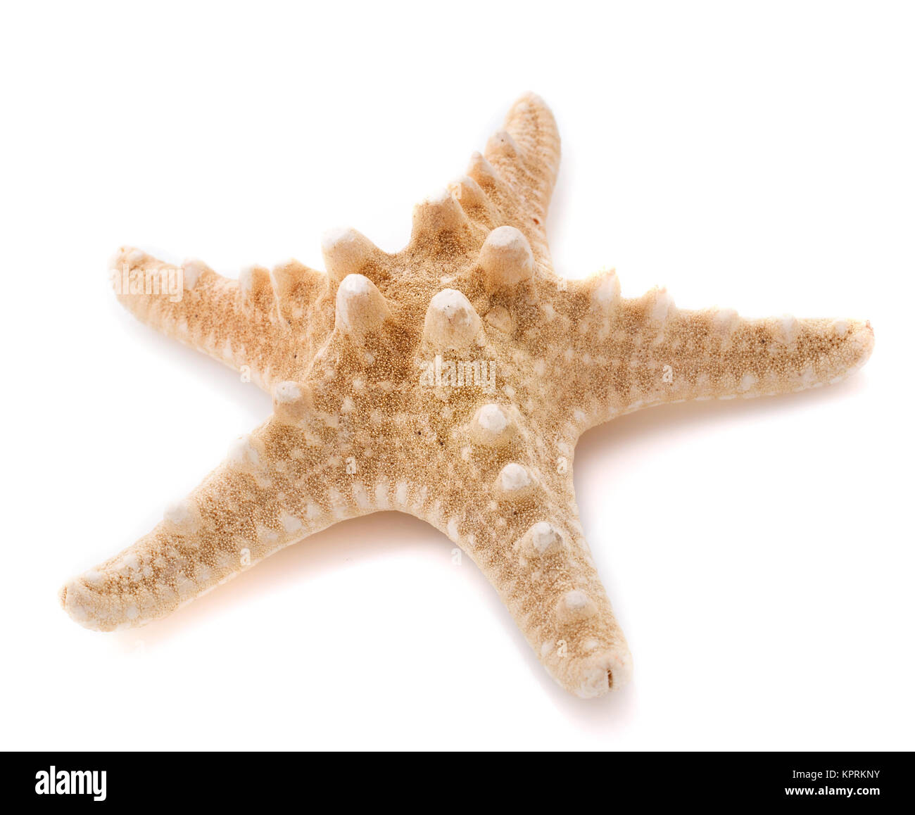 Sea Shell in the shape of star isolated Stock Photo - Alamy