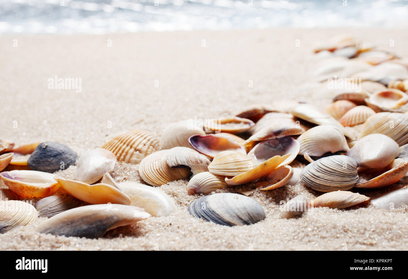 Sea shells on sand Stock Photo - Alamy