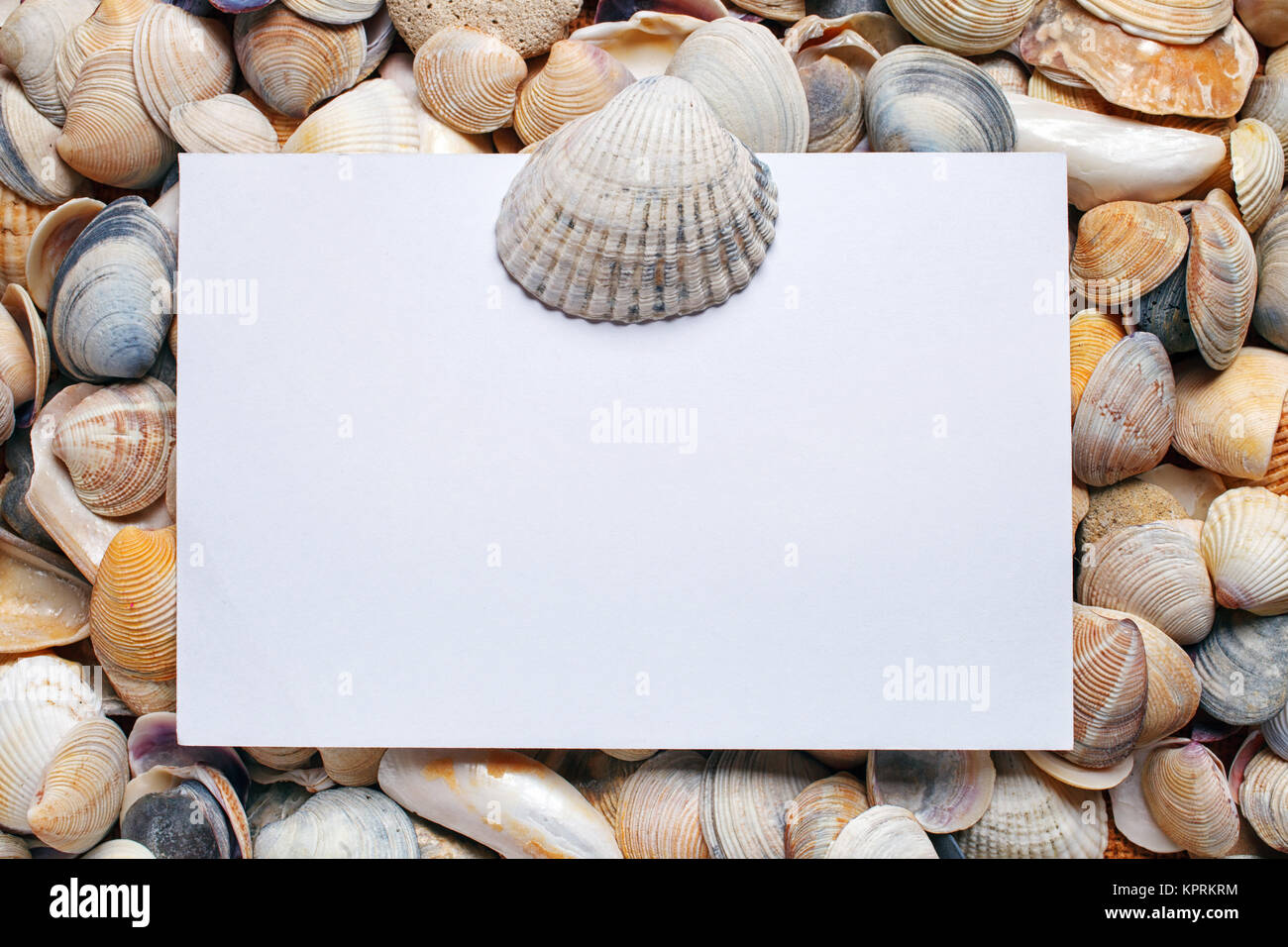 blank sheet of paper on sea Shell background Stock Photo - Alamy