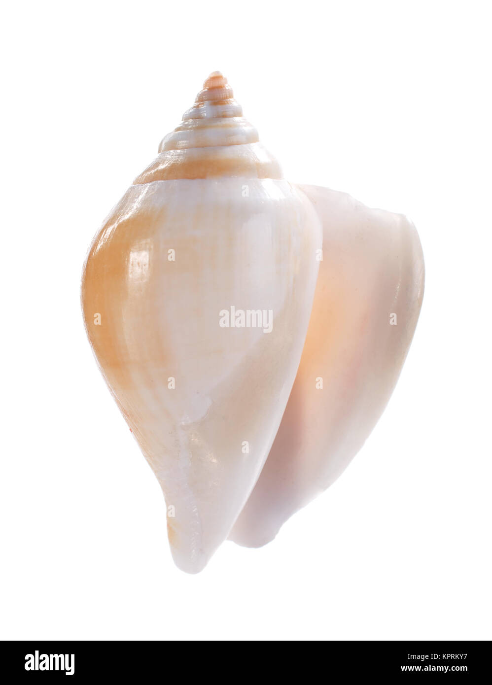 Sea shell isolated on white background Stock Photo - Alamy