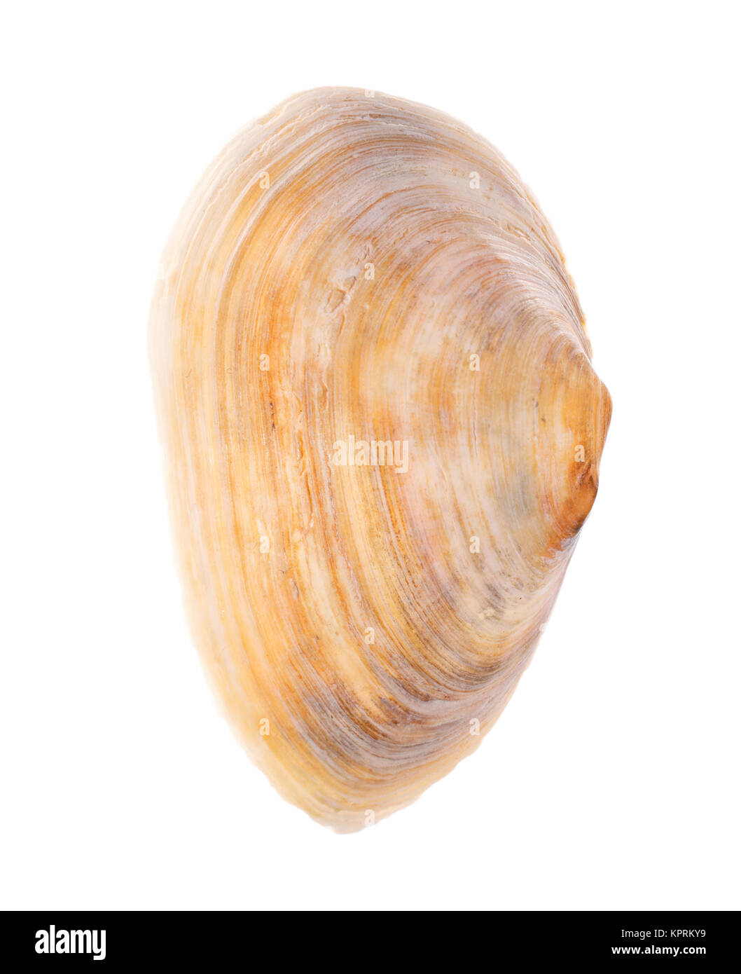 Sea shell isolated on white background Stock Photo - Alamy