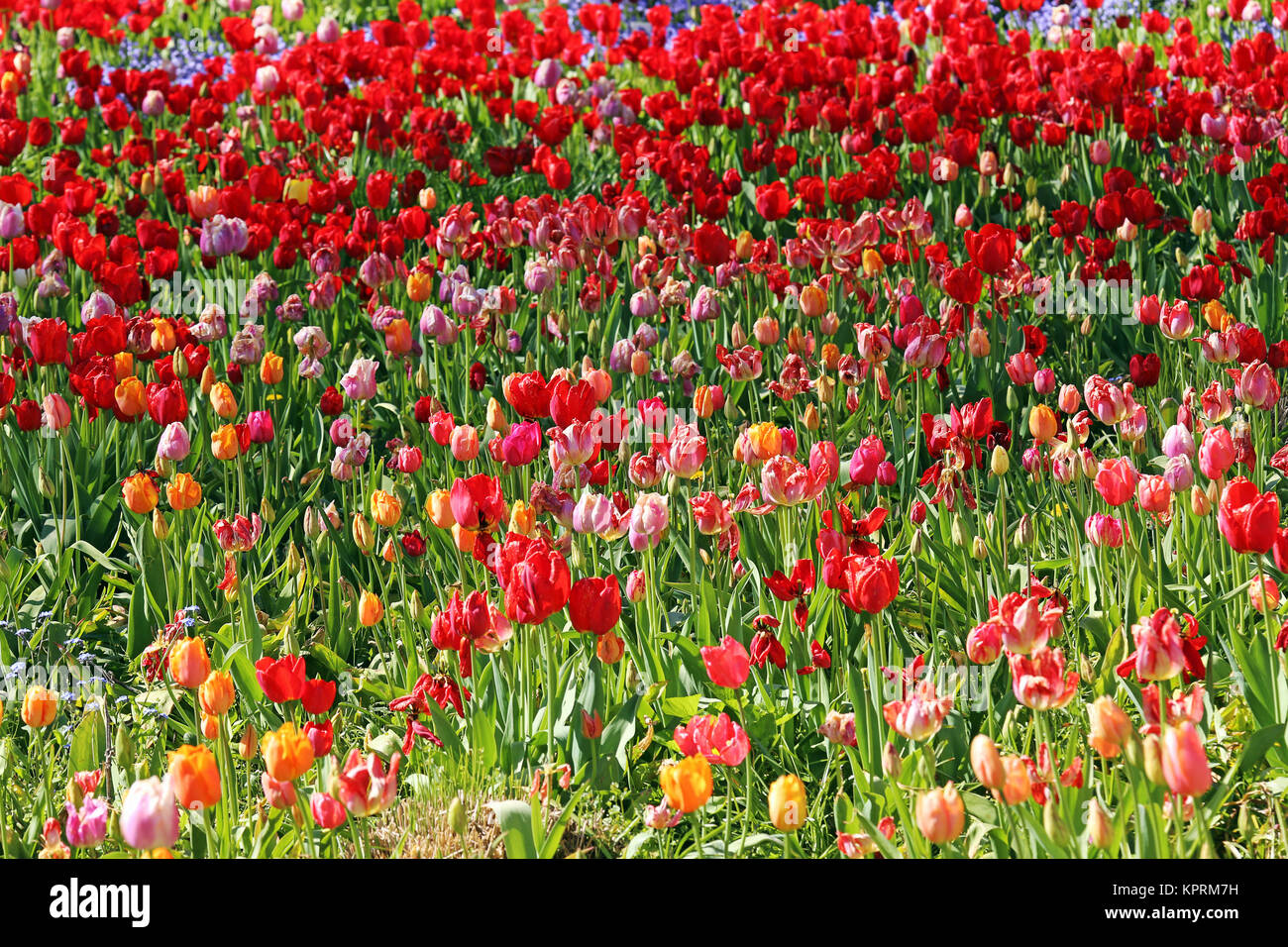 colorful tulip garden Stock Photo - Alamy