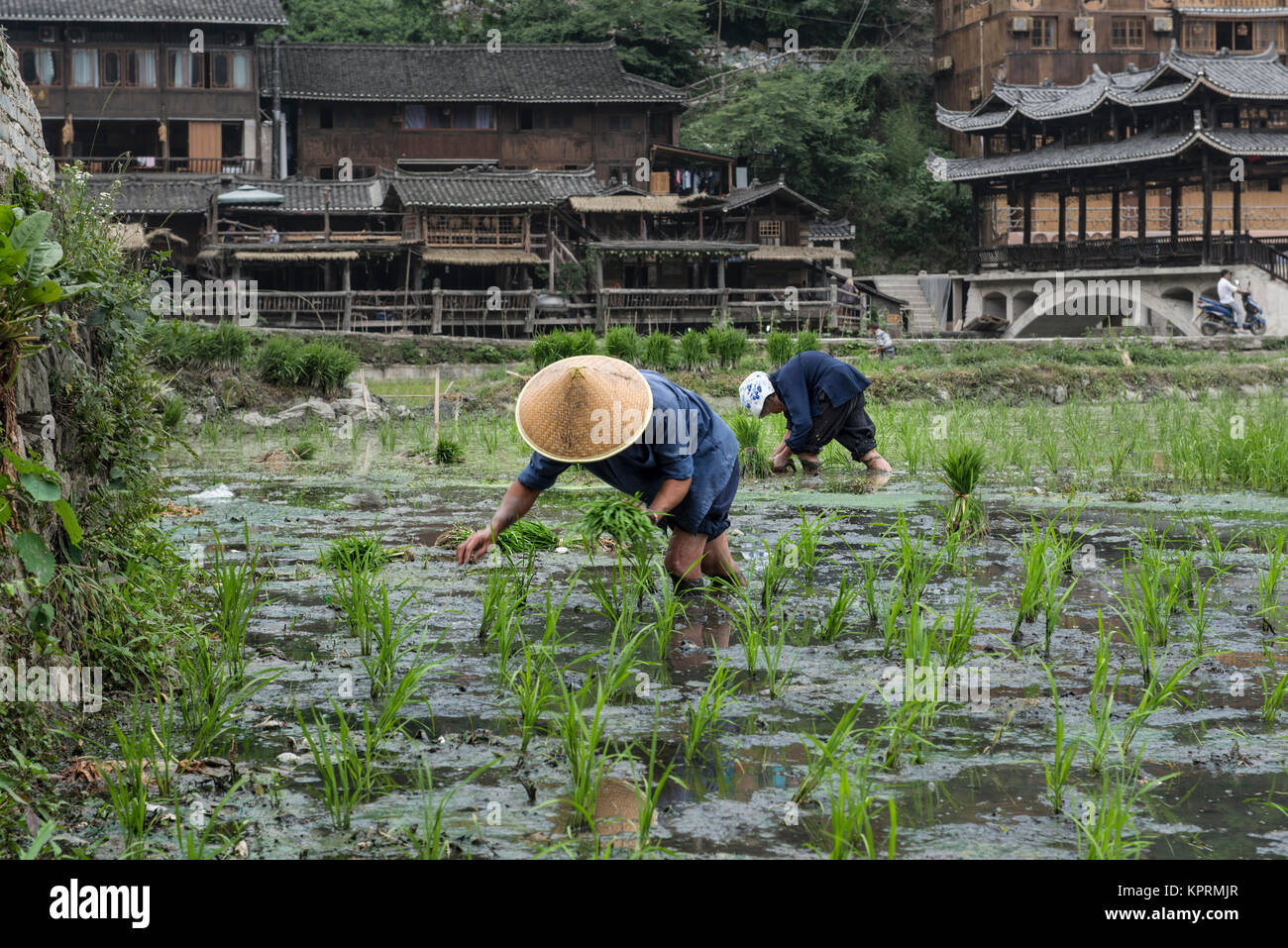 Beautiful view of the rice terraces of Guilin district in China, While ...