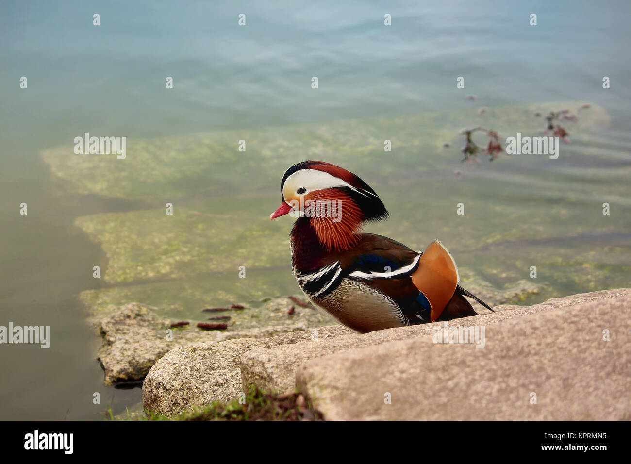 Duck shapes hi-res stock photography and images - Alamy